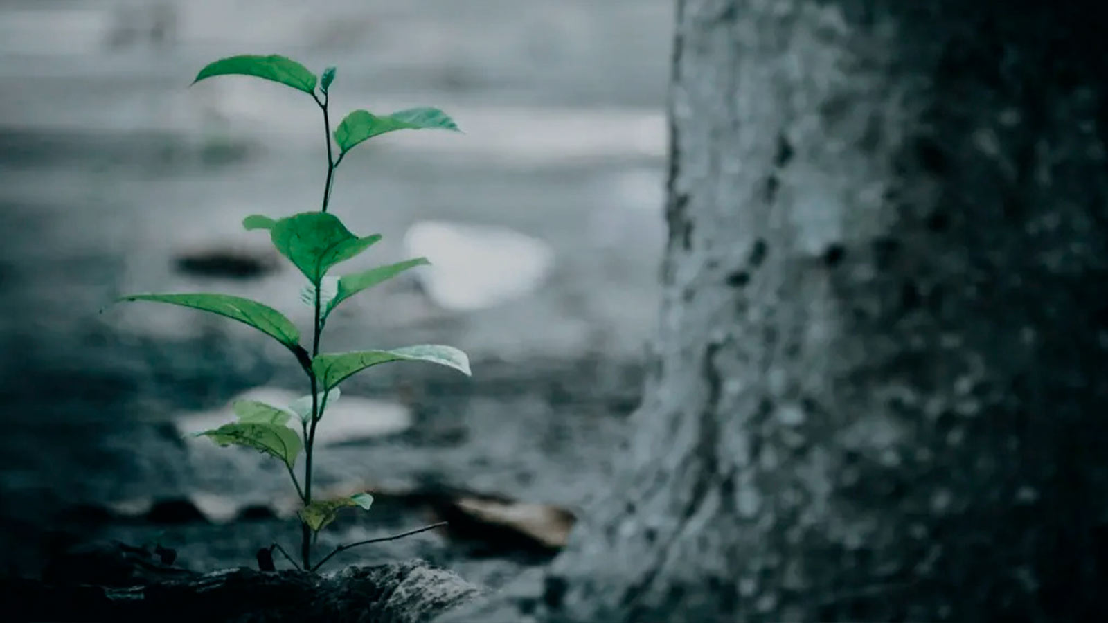 Fuimos llamados a crecer